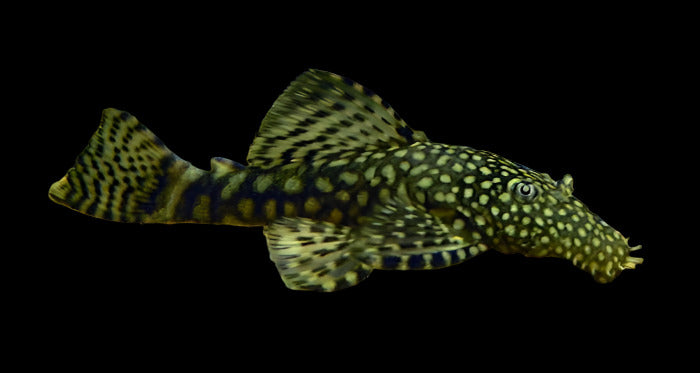 Sub-Adult Common Short Fin Bristlenose Pleco – LG Pleco