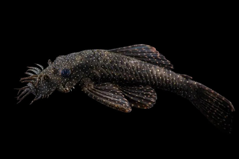 Albino Gold Red Eye Bristlenose Pleco | Bright Aquarium Addition – LG Pleco