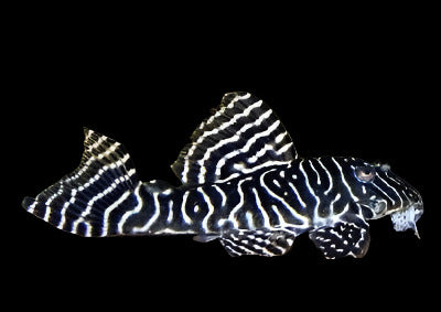 L333 King Tiger Pleco (Hypancistrus sp. L333) – LG Pleco
